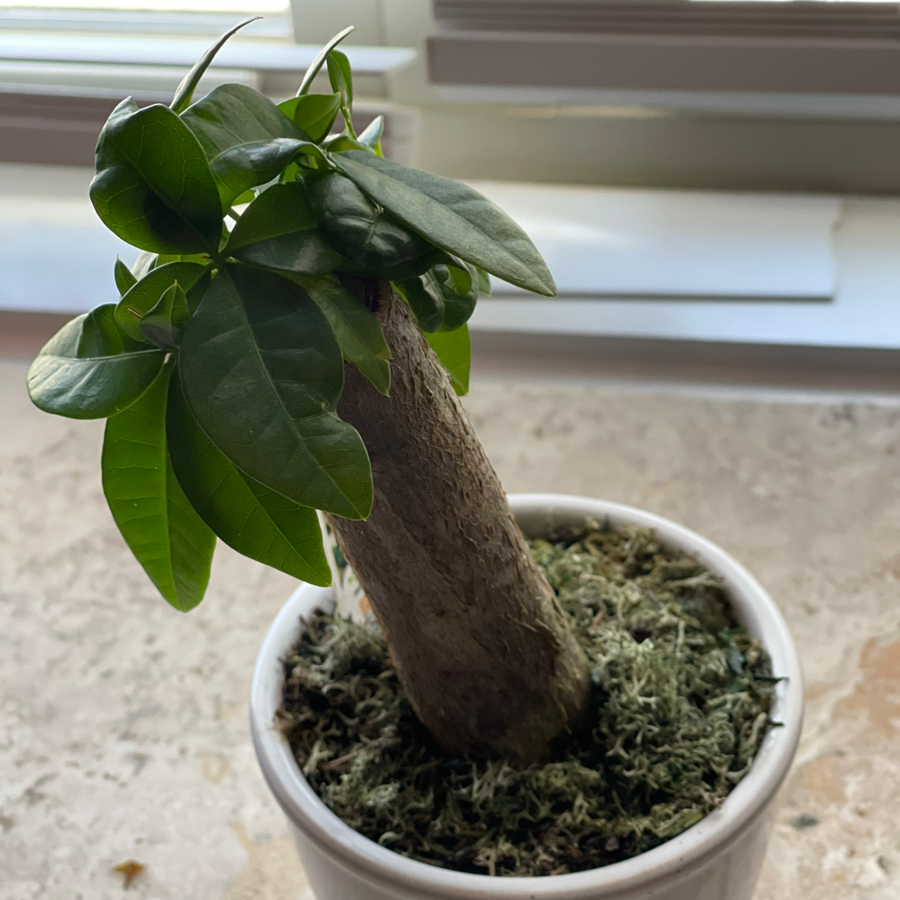 Common Ficus retusa Problems