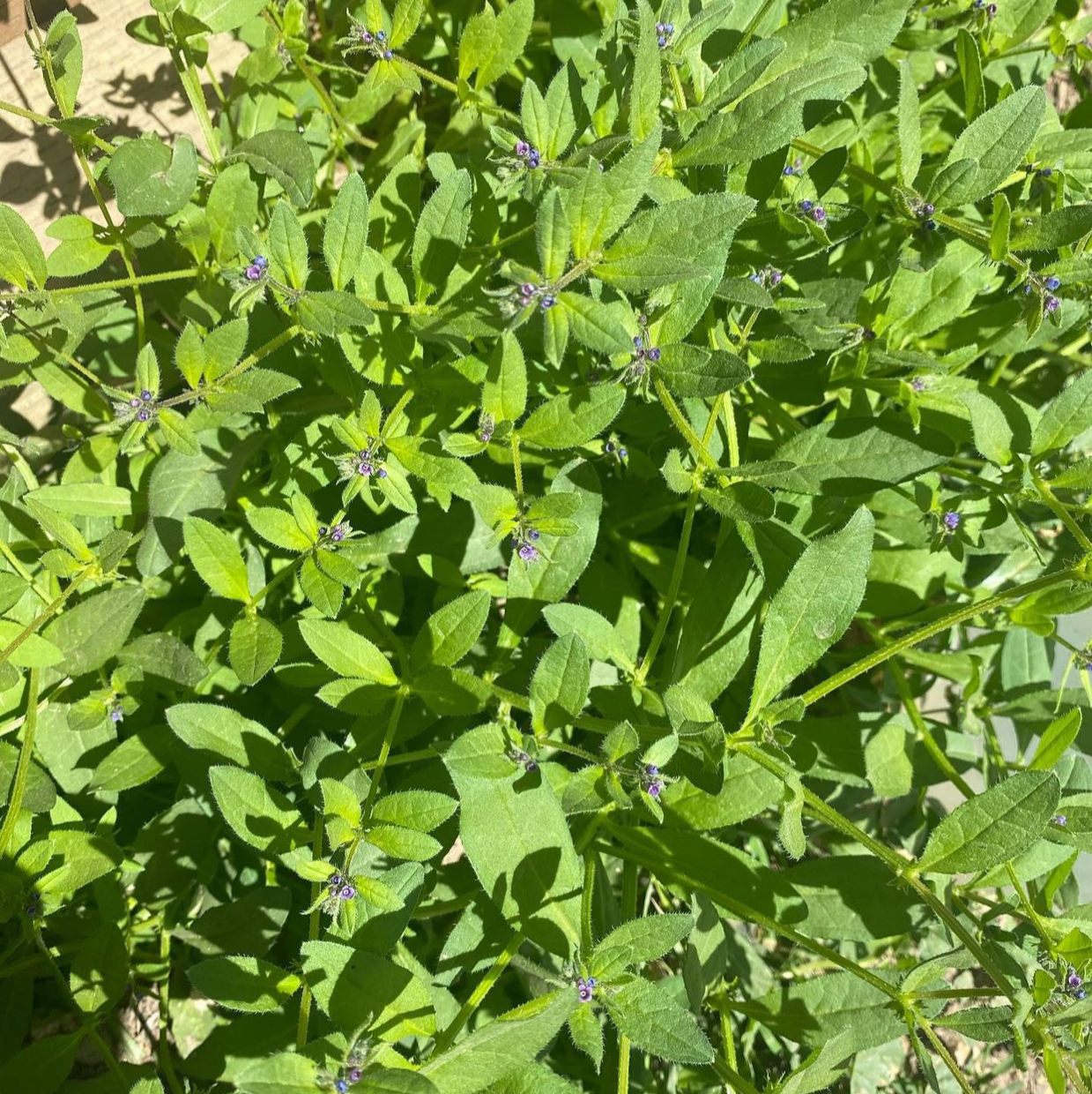German-Madwort Plant Care: Water, Light, Nutrients | Greg App 🌱