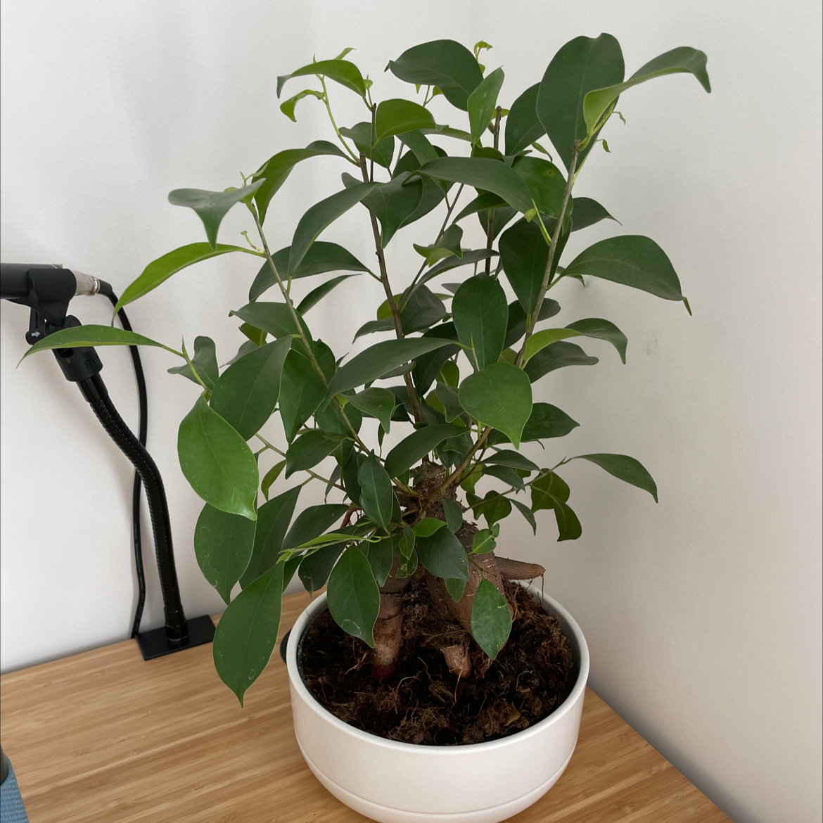 How Do I Cure ficus retusa root rot?