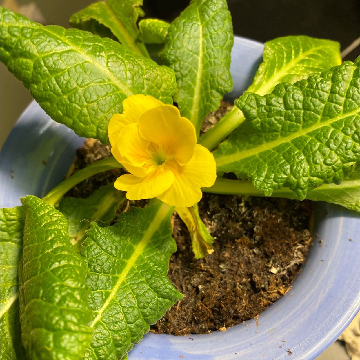 Propagating Common Primrose: The Ultimate Guide