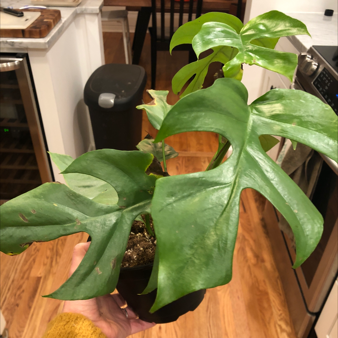 Why Are There Brown Spots On My Mini Monstera Leaves?