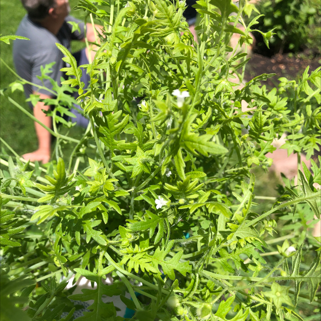 Ellisia Plant Care: Water, Light, Nutrients | Greg App 🌱