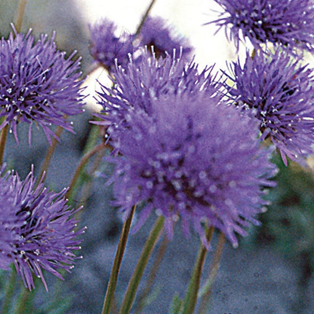 Jasione Perennis Plant Care: Water, Light, Nutrients | Greg App 🌱