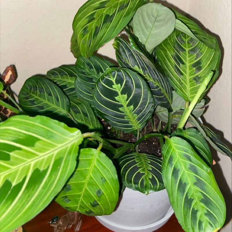 Common Red Prayer Plant Problems