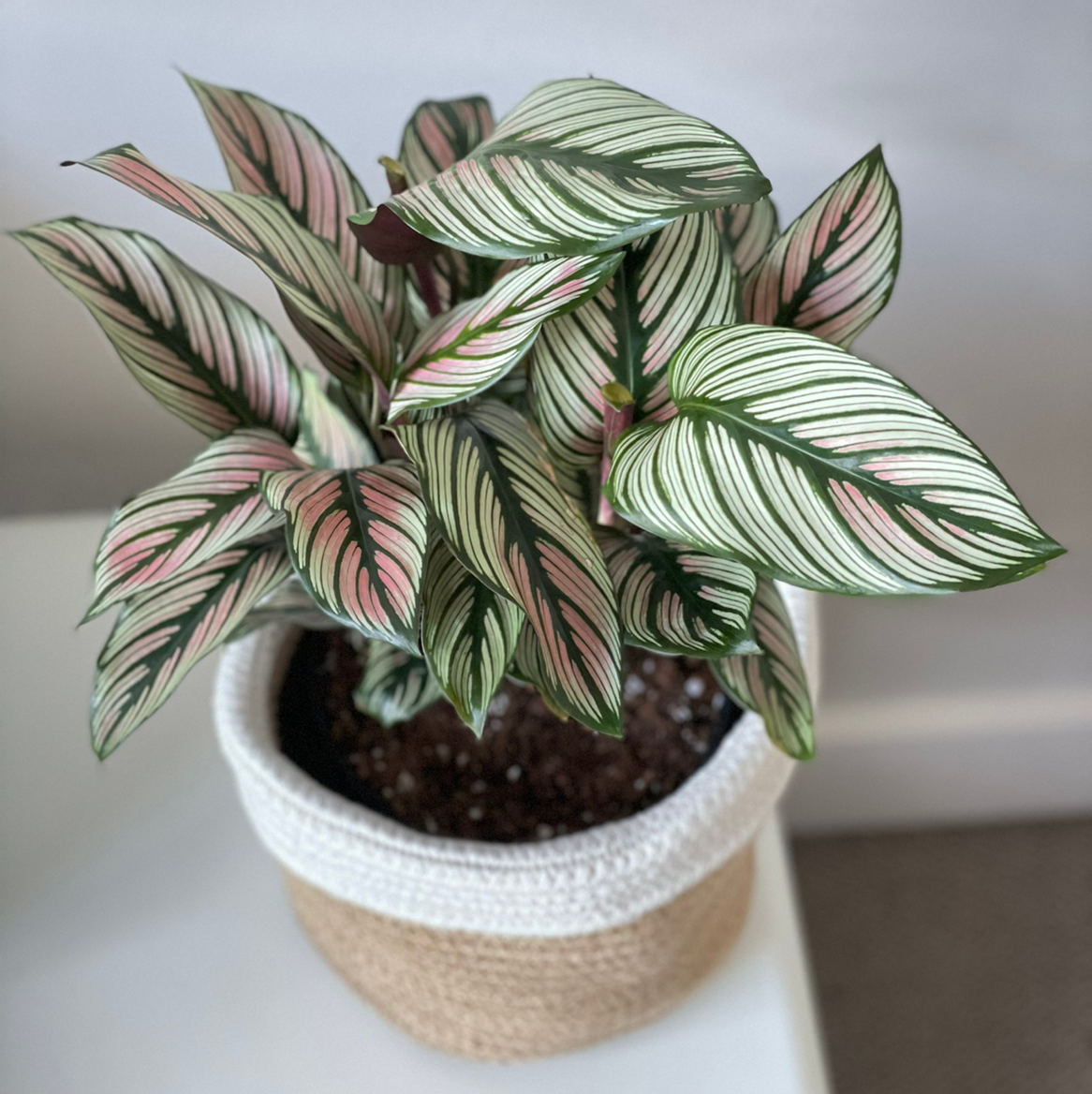 How to Get a Calathea majestica to Bloom
