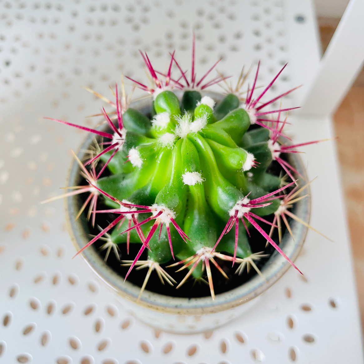 🌵 Propagating My Blue Barrel Cactus: Step-by-Step Guide
