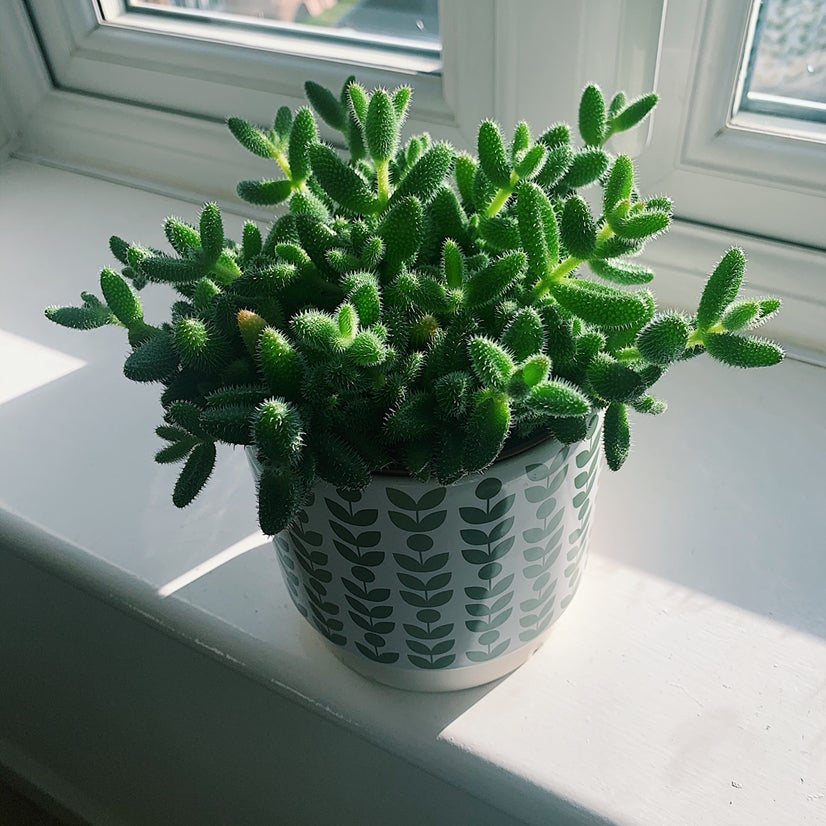 🥒 Propagating Your Pickle Plant: Step-by-Step Guide