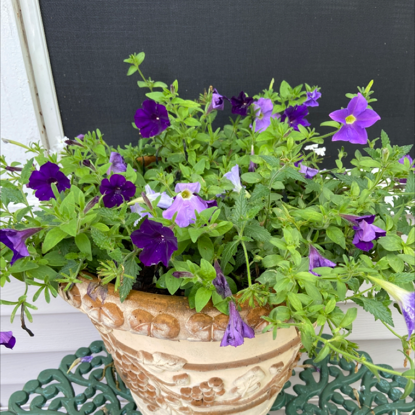 What Does It Mean When Million Bells Blooms?