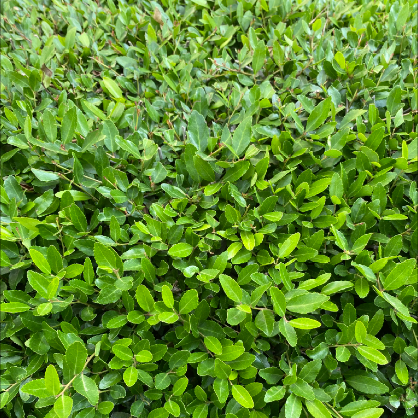 When and Where Should I Trim My Yaupon?