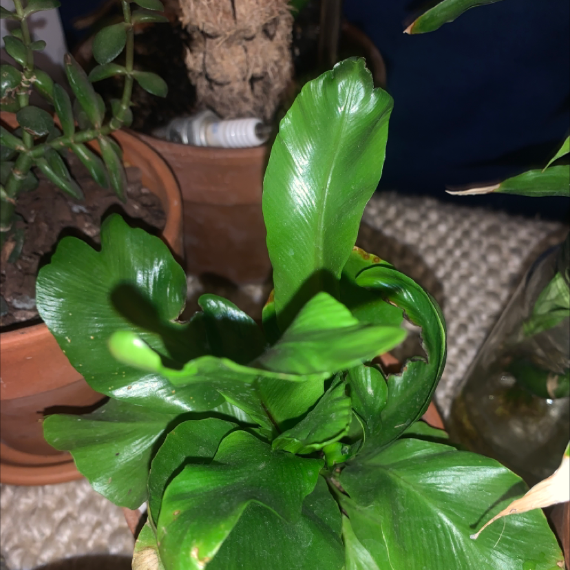 What Are The Bugs on My Japanese Bird's Nest Fern? 🐛