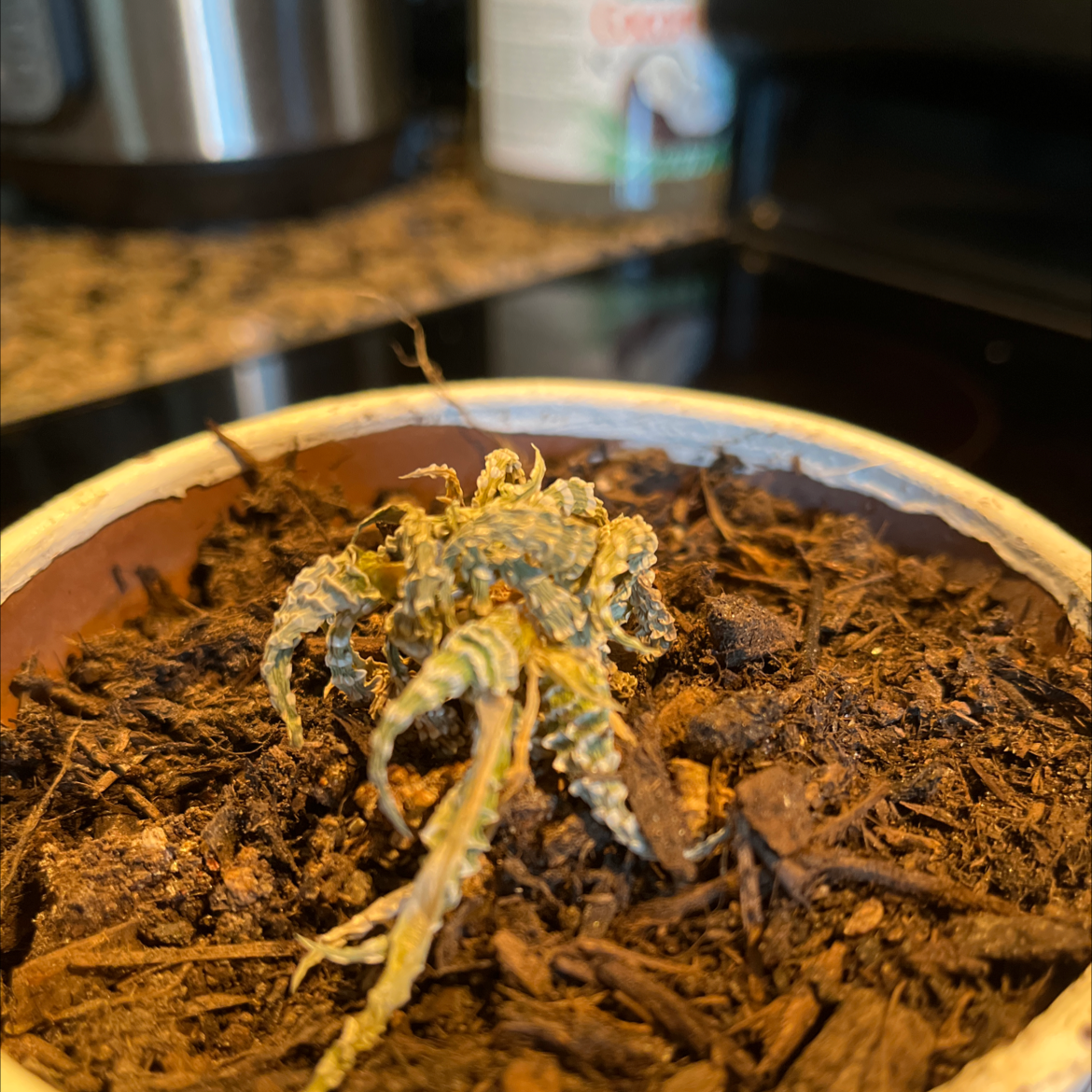 🍂 Why Are There Brown Spots On My Silver Squill Leaves?