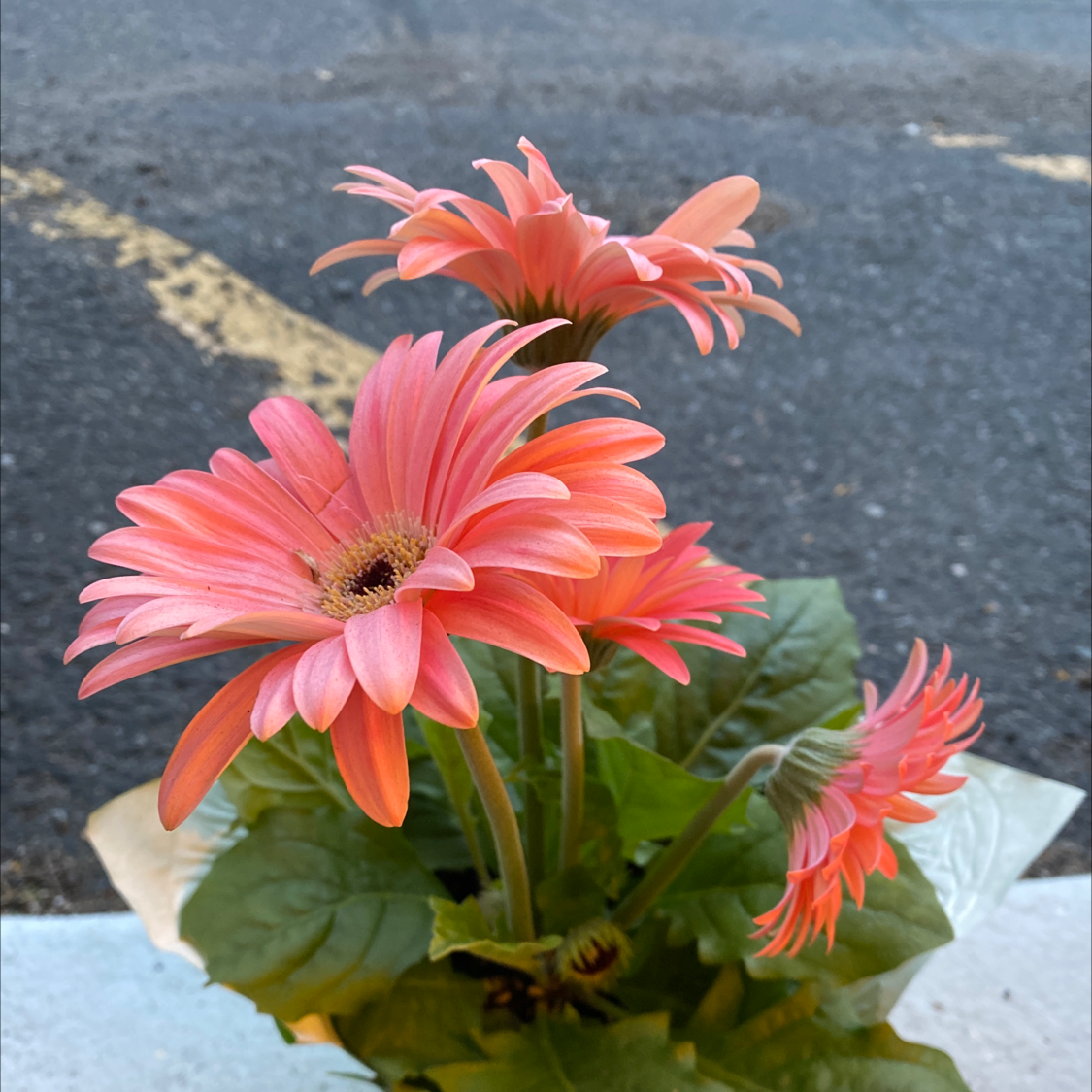 🐛 What To Do About Bugs on My Gerbera?