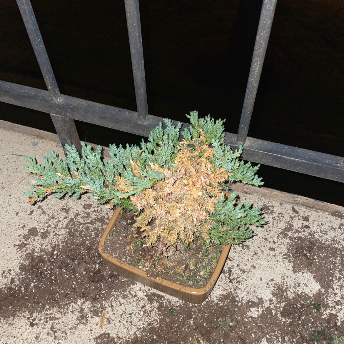 🍂 Why Are There Brown Spots on My Creeping Juniper Leaves?