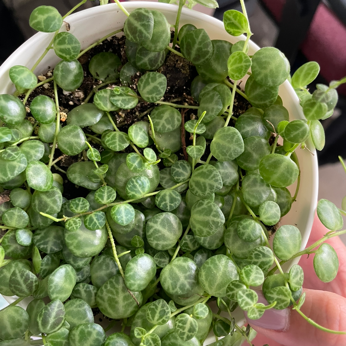 🐢 Why Are My String of Turtles Leaves Curling?