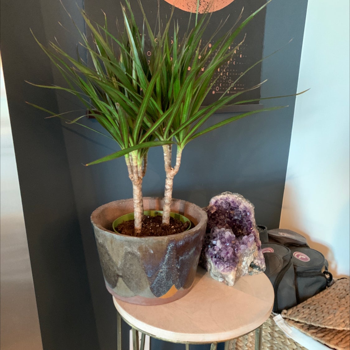 How to Care for Panda Face Ling Ling Ginger -: Mastering Water ...