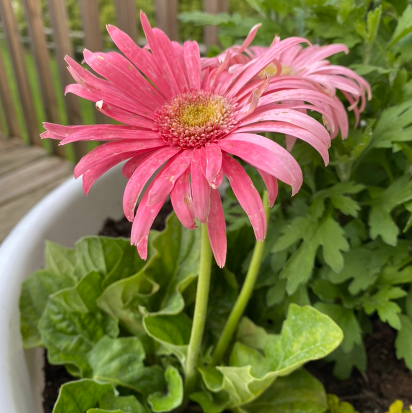 Gerbera Root Rot Solutions