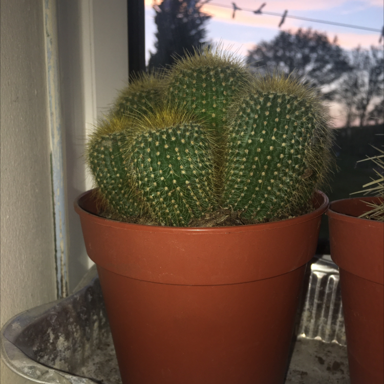Why Are My Silver Ball Cactus Leaves Mushy? 💧