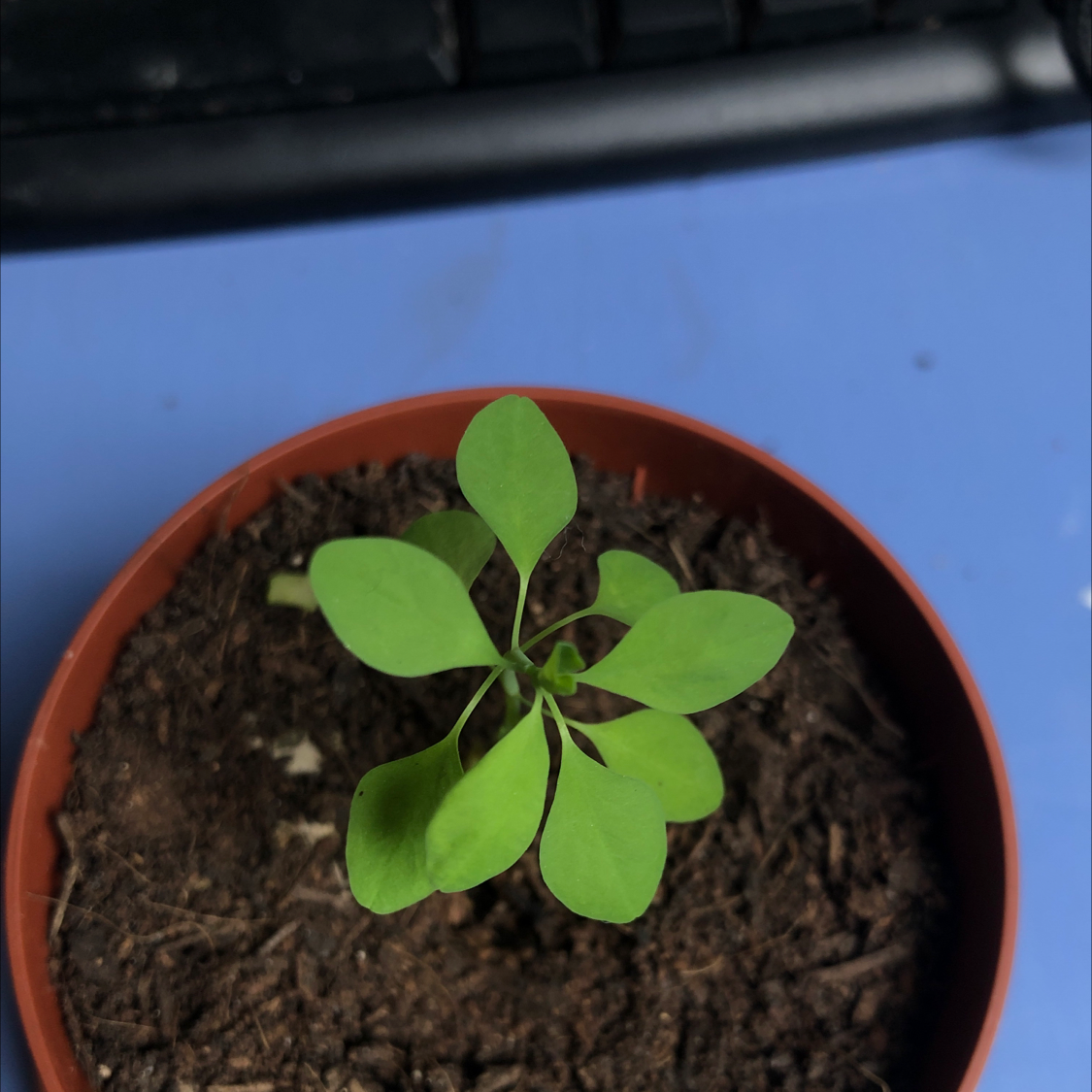 Cancer Weed Plant Care: Water, Light, Nutrients | Greg App 🌱