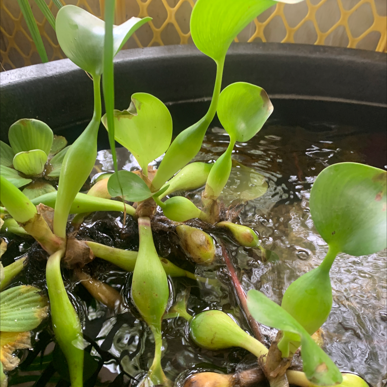 Why Are There Brown Spots on My Water Hyacinth?