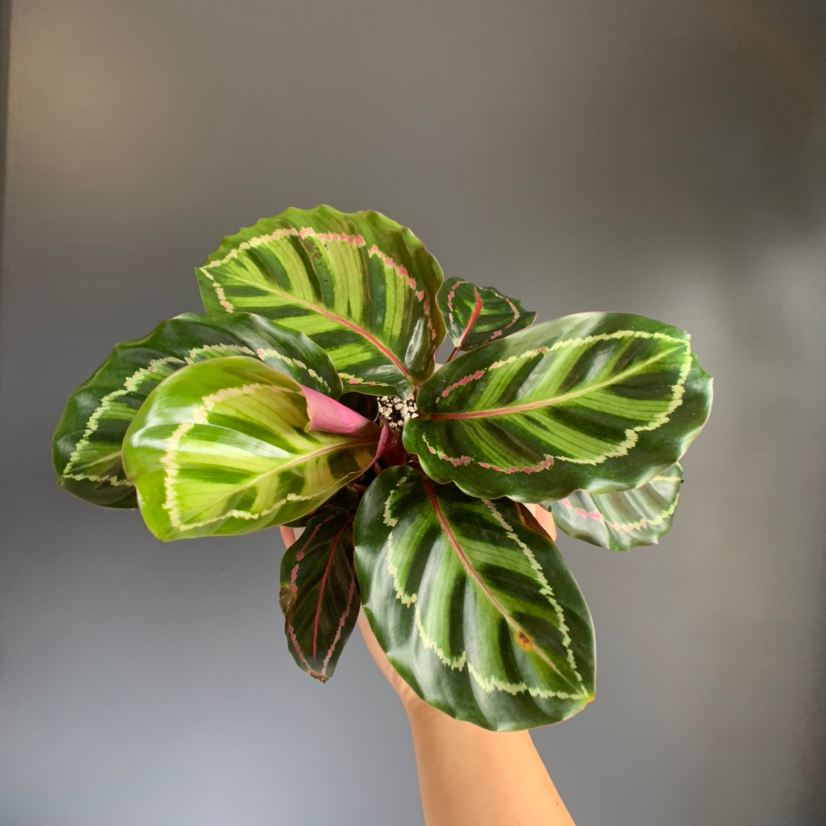 ️ How To Propagate Your Rose Calathea