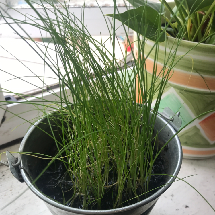 Soil Recommendations for Wild Chives