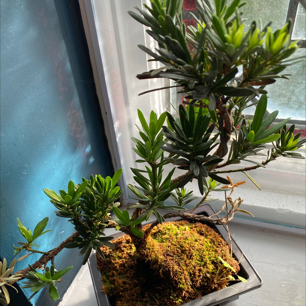 Propagating Chinese Yew: The Ultimate Guide