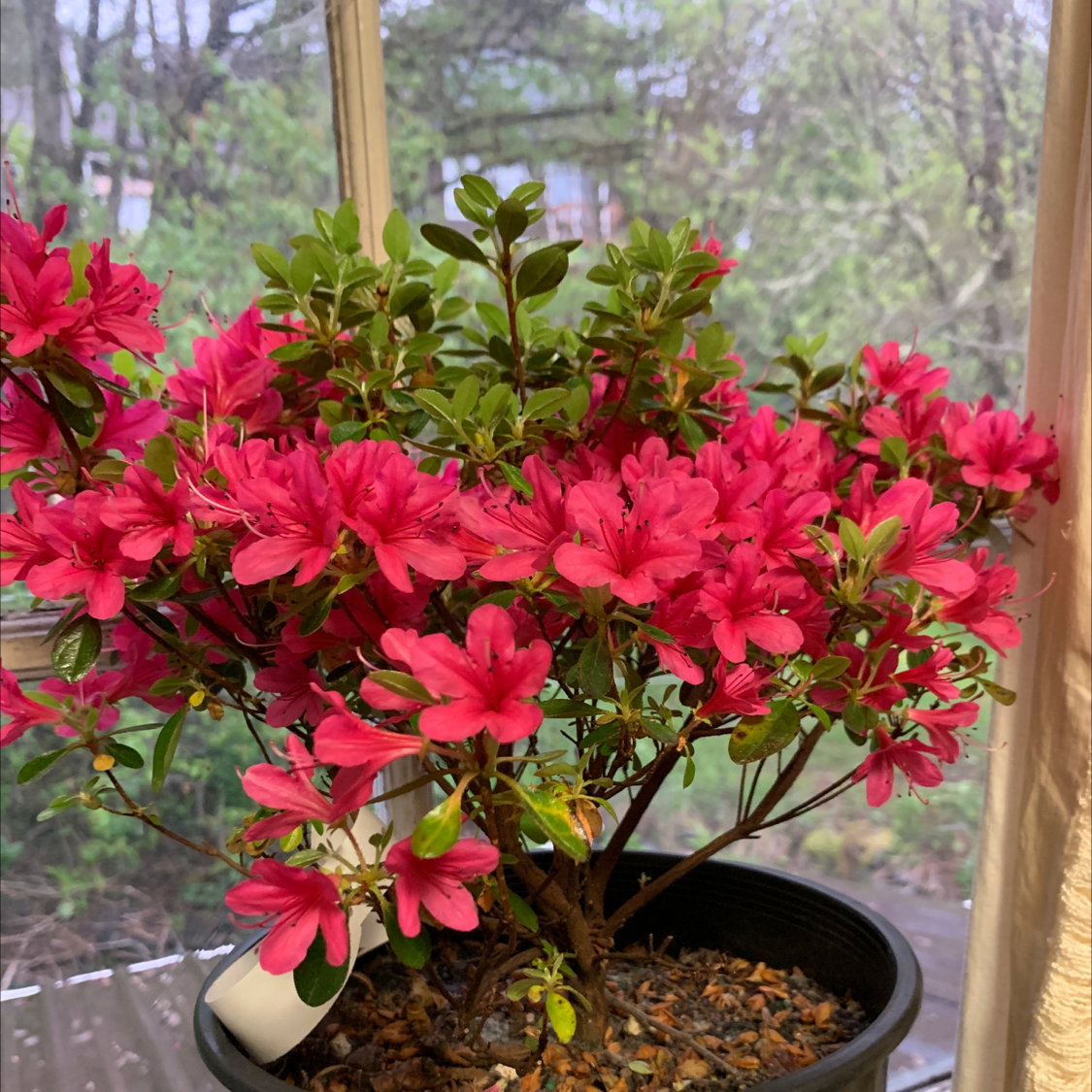 Satsuki - Ultimate Guide to Fertilizing