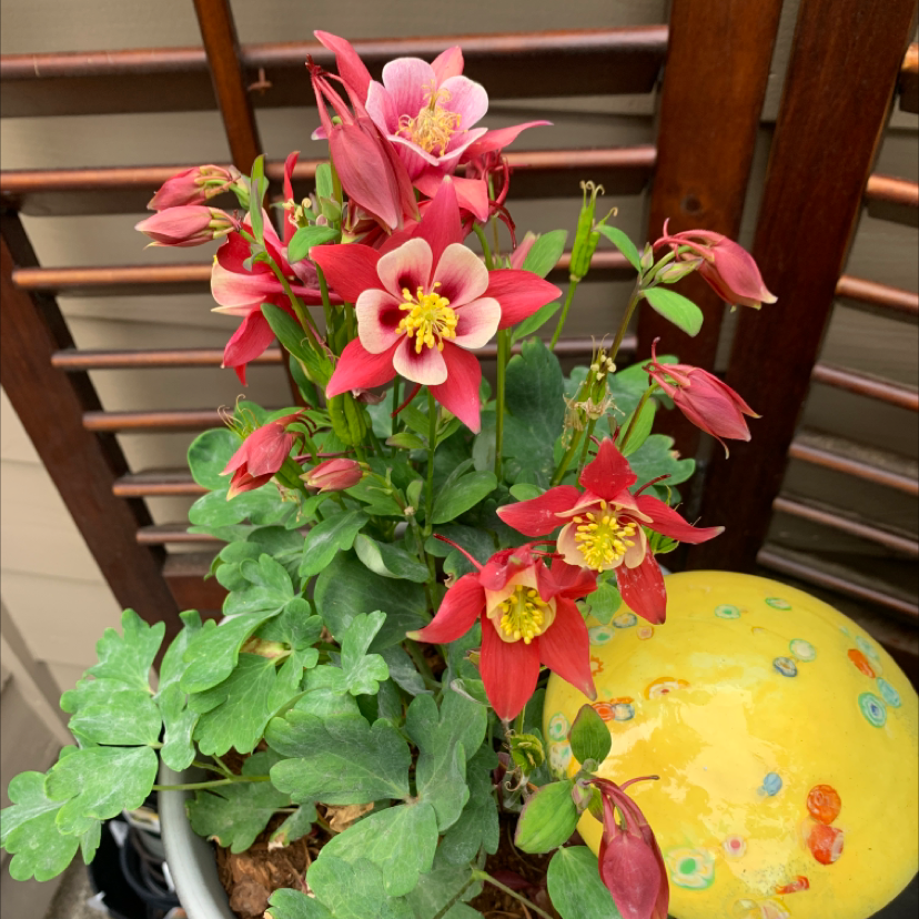 Best Soil Potting Mix for Common Columbine