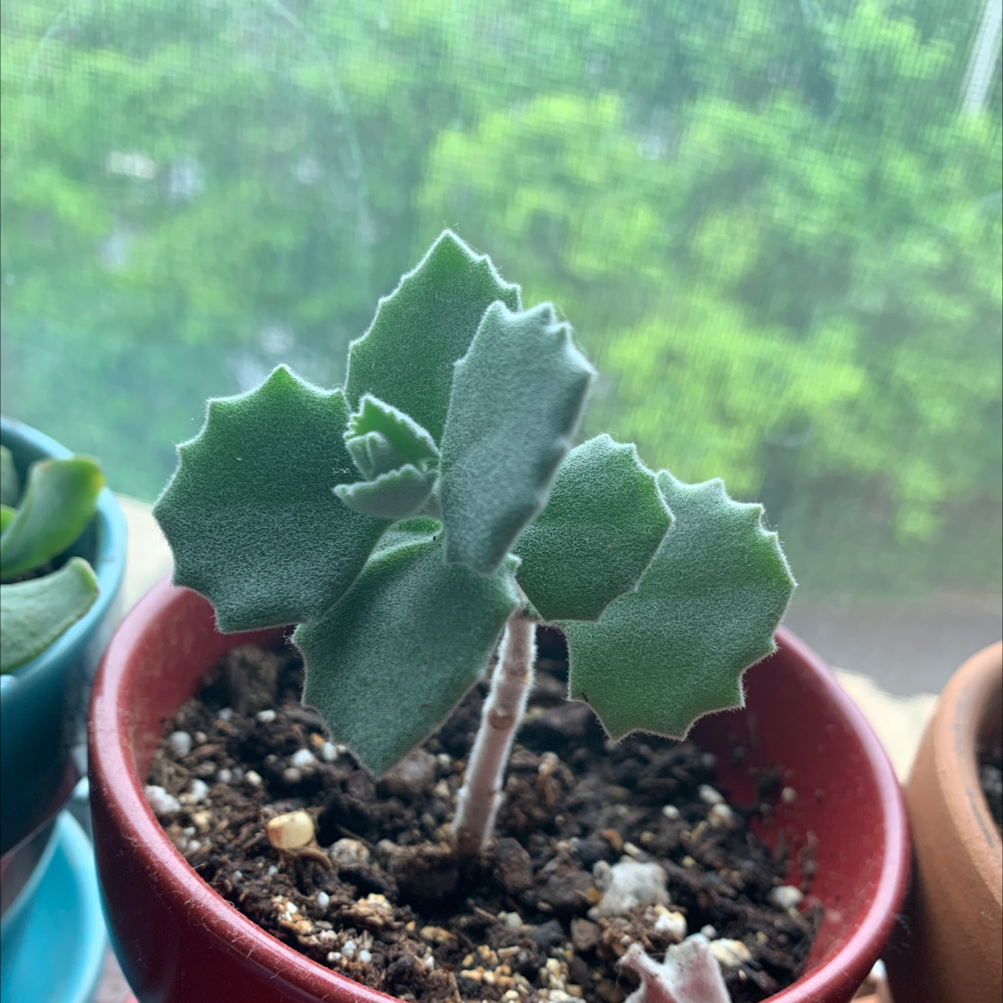 Soil Recommendations for Felt Bush