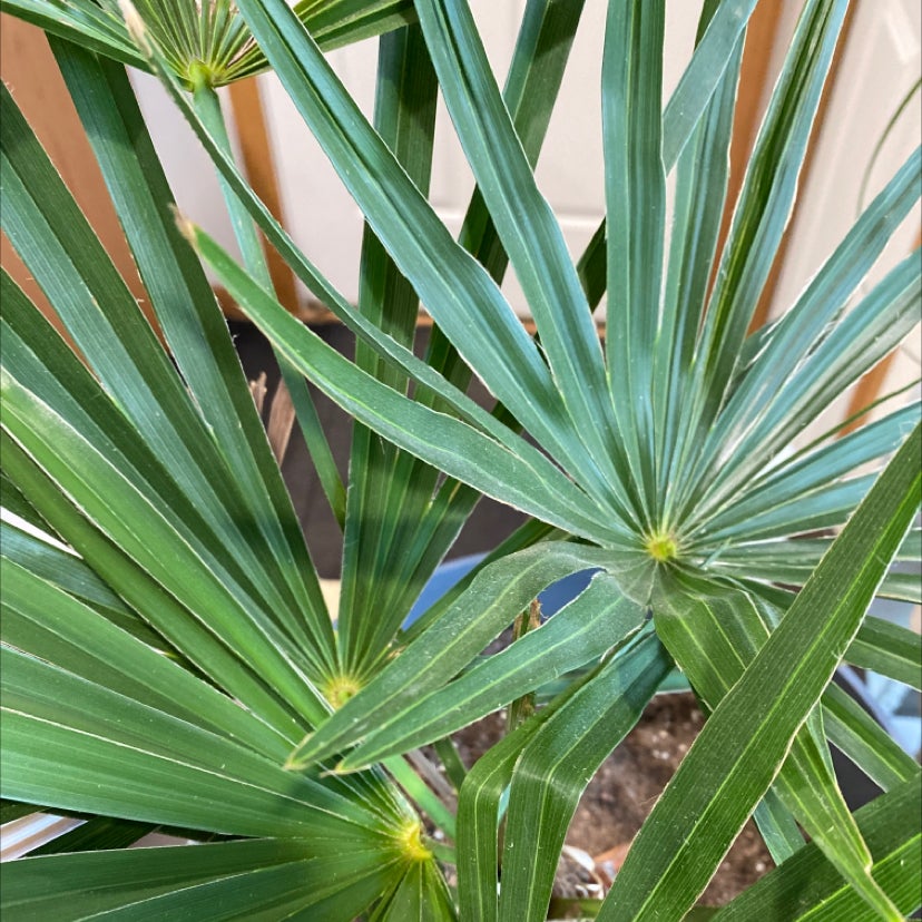 10 Advantages of Having a Chinese Windmill Palm