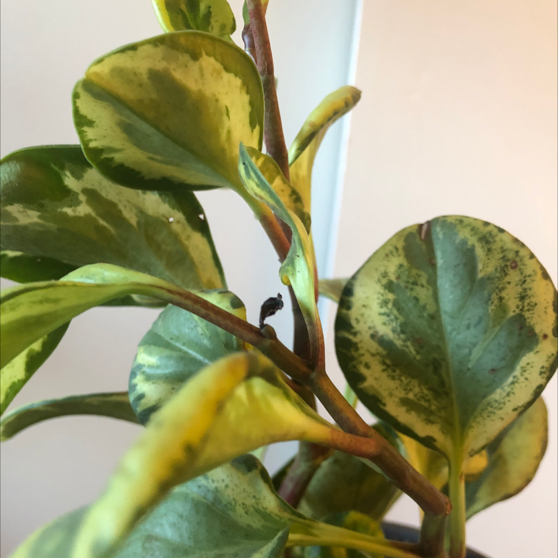 Why Are My Radiator Plant Leaves Turning Yellow?