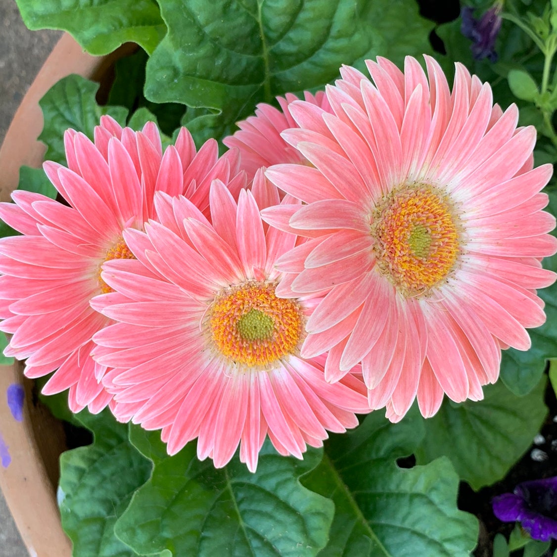Propagating Your Gerbera: Step-by-Step Guide