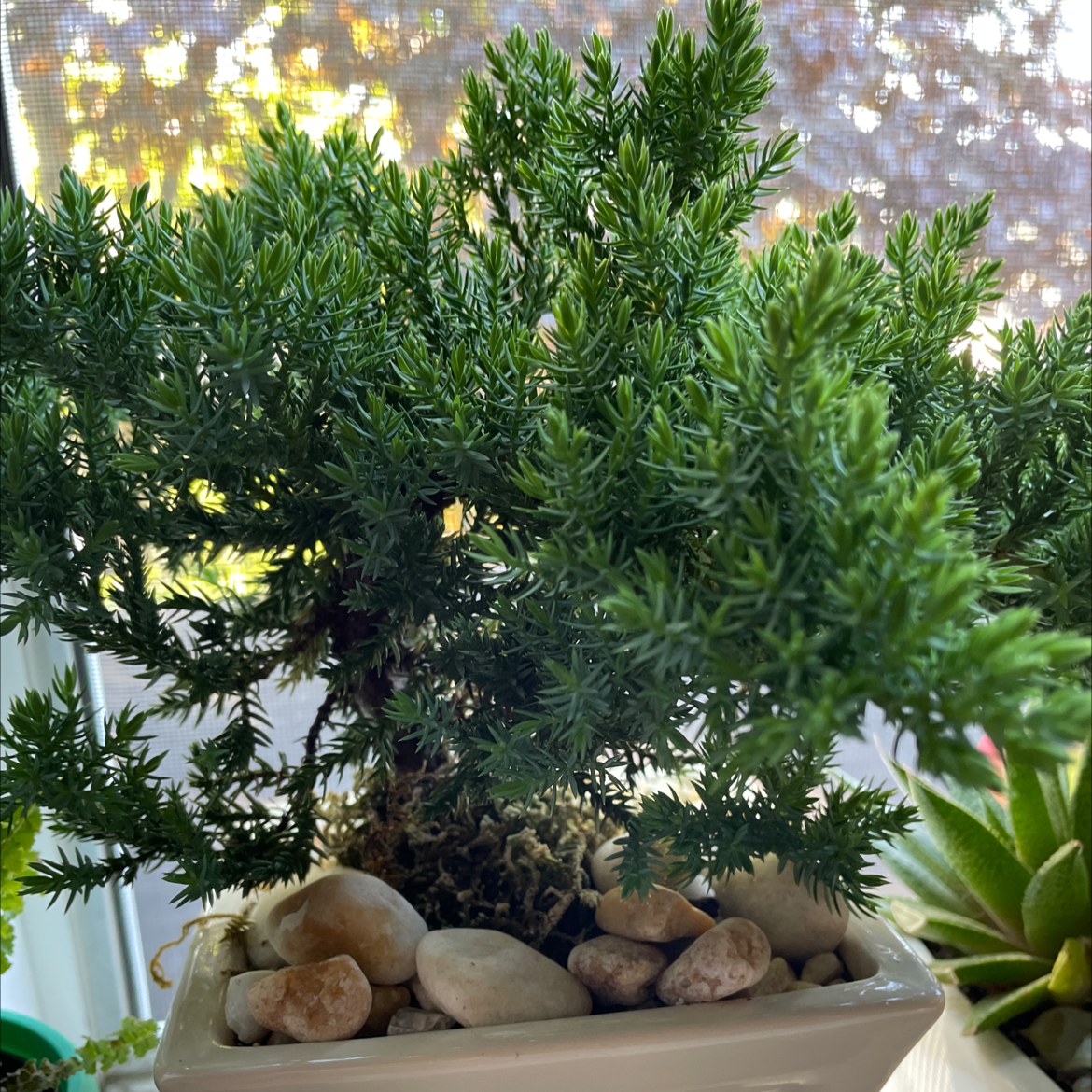 What Are The Bugs on My Sargent Juniper? 🐛