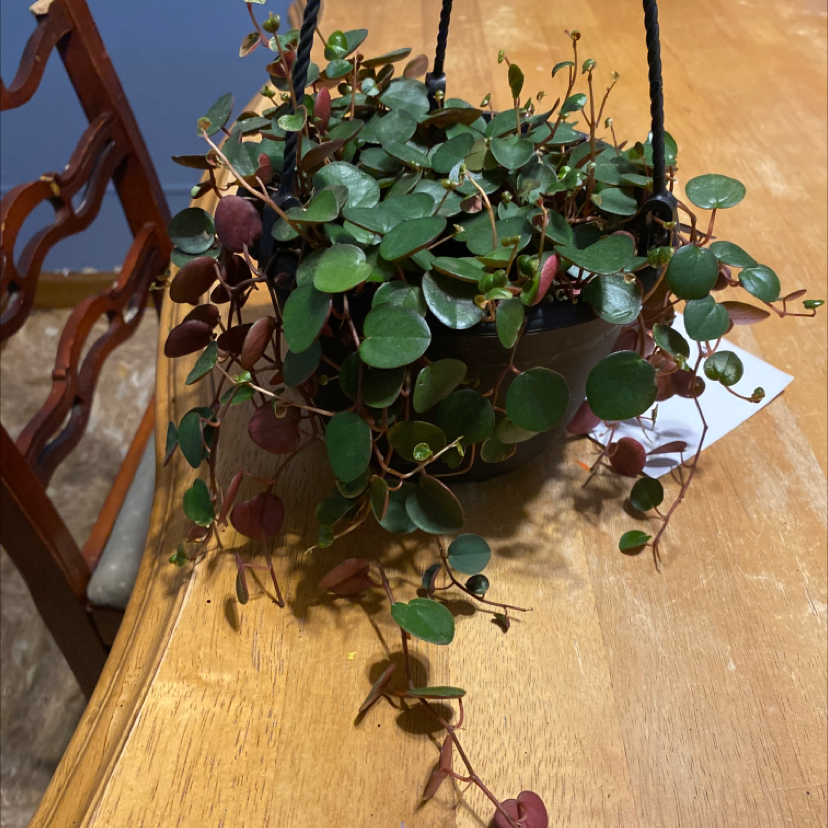 💧 Why Are My Peperomia 'Ruby Cascade' Leaves Droopy?