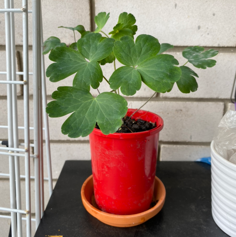 How to Know When to Repot a Common Columbine?