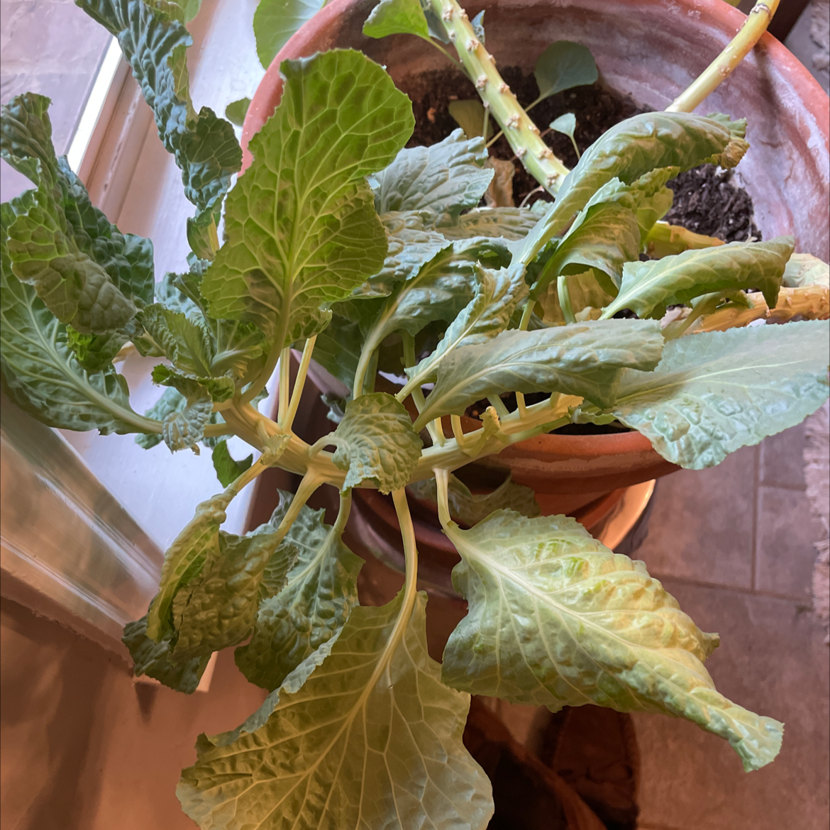 🥀 How Do I Fix wild cabbage root rot?