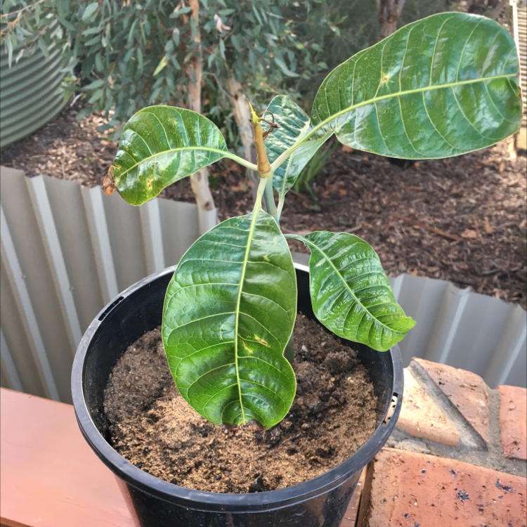 Diagnosing mango root rot