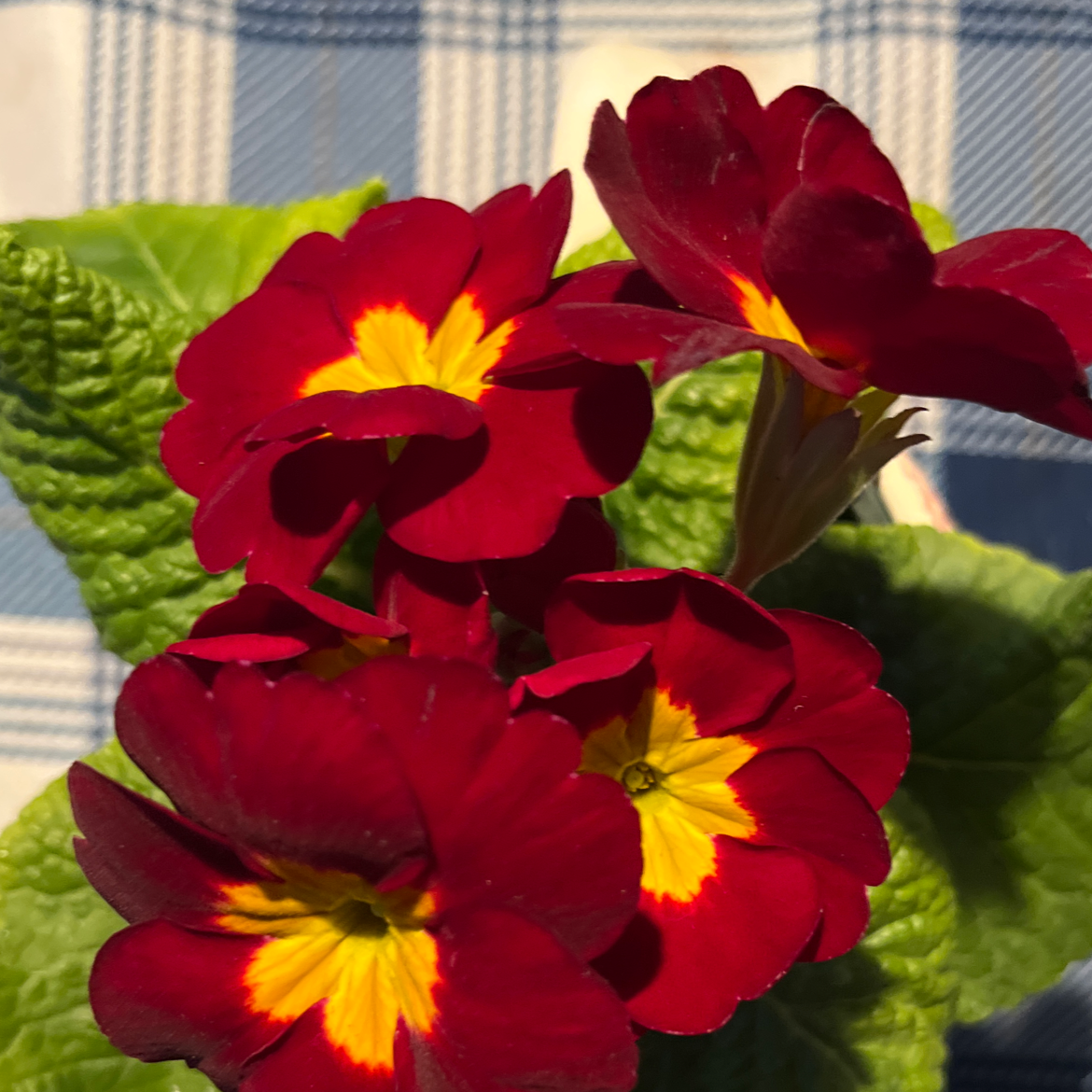 Black Spots on My Common Primrose Leaves