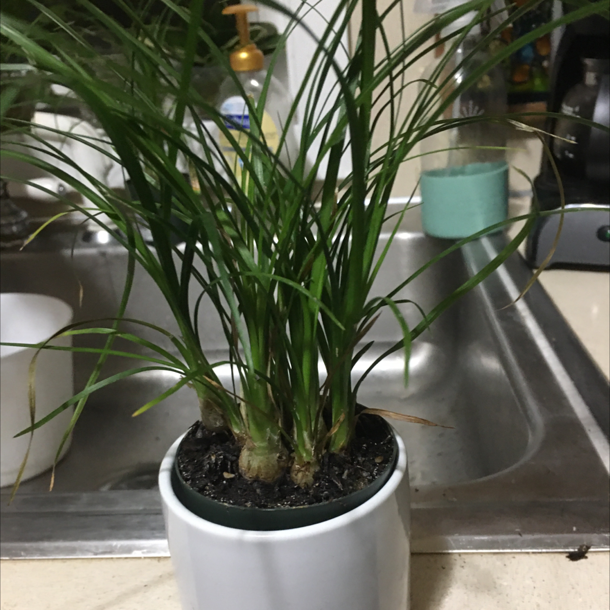 Diagnosing Areca Palm Root Rot