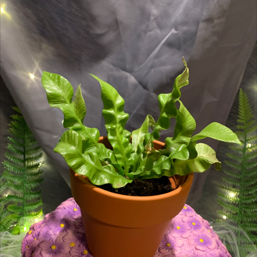 What To Do About Bugs on My Hart's Tongue Fern? 🐛