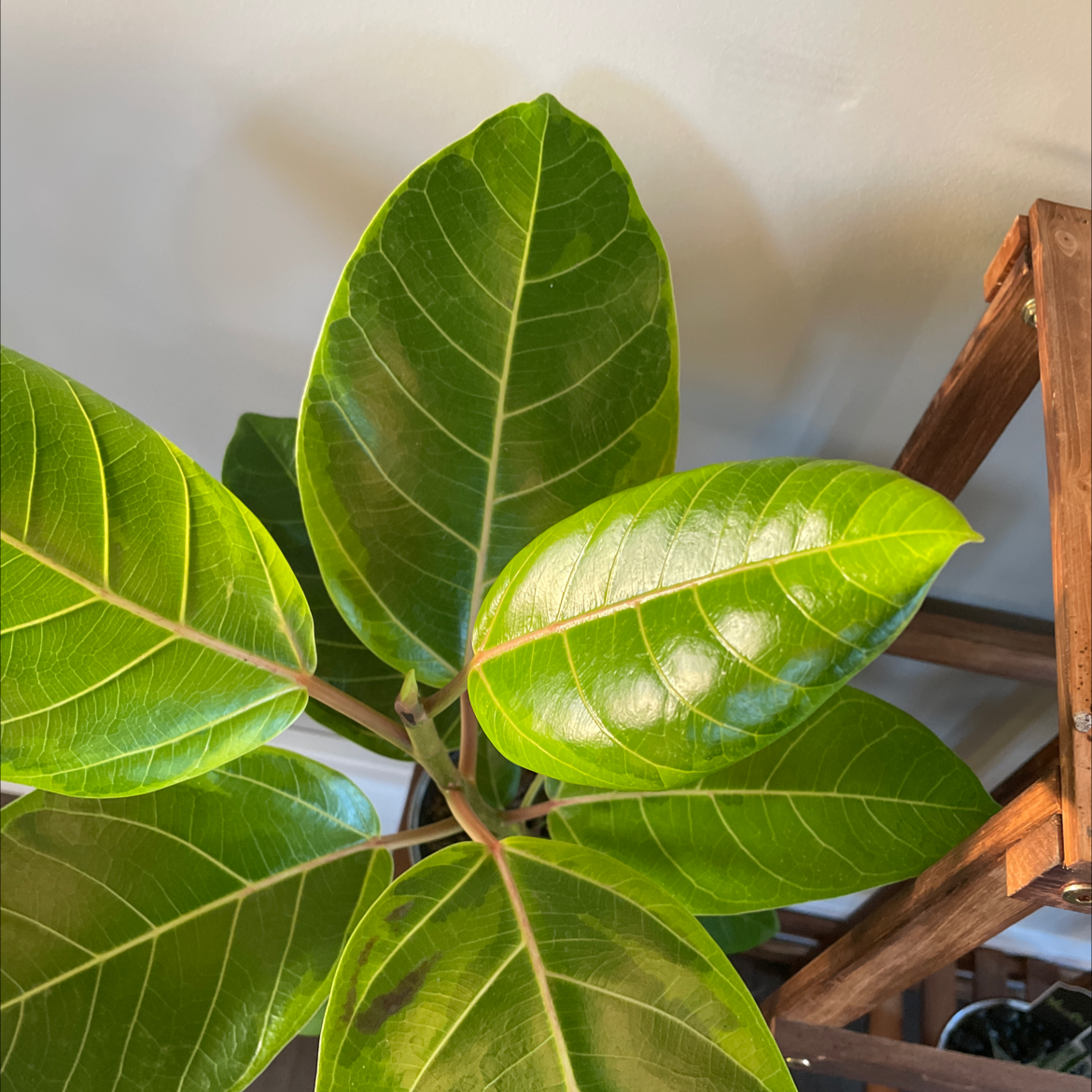 What Are The Bugs on My Council Tree? 🐛