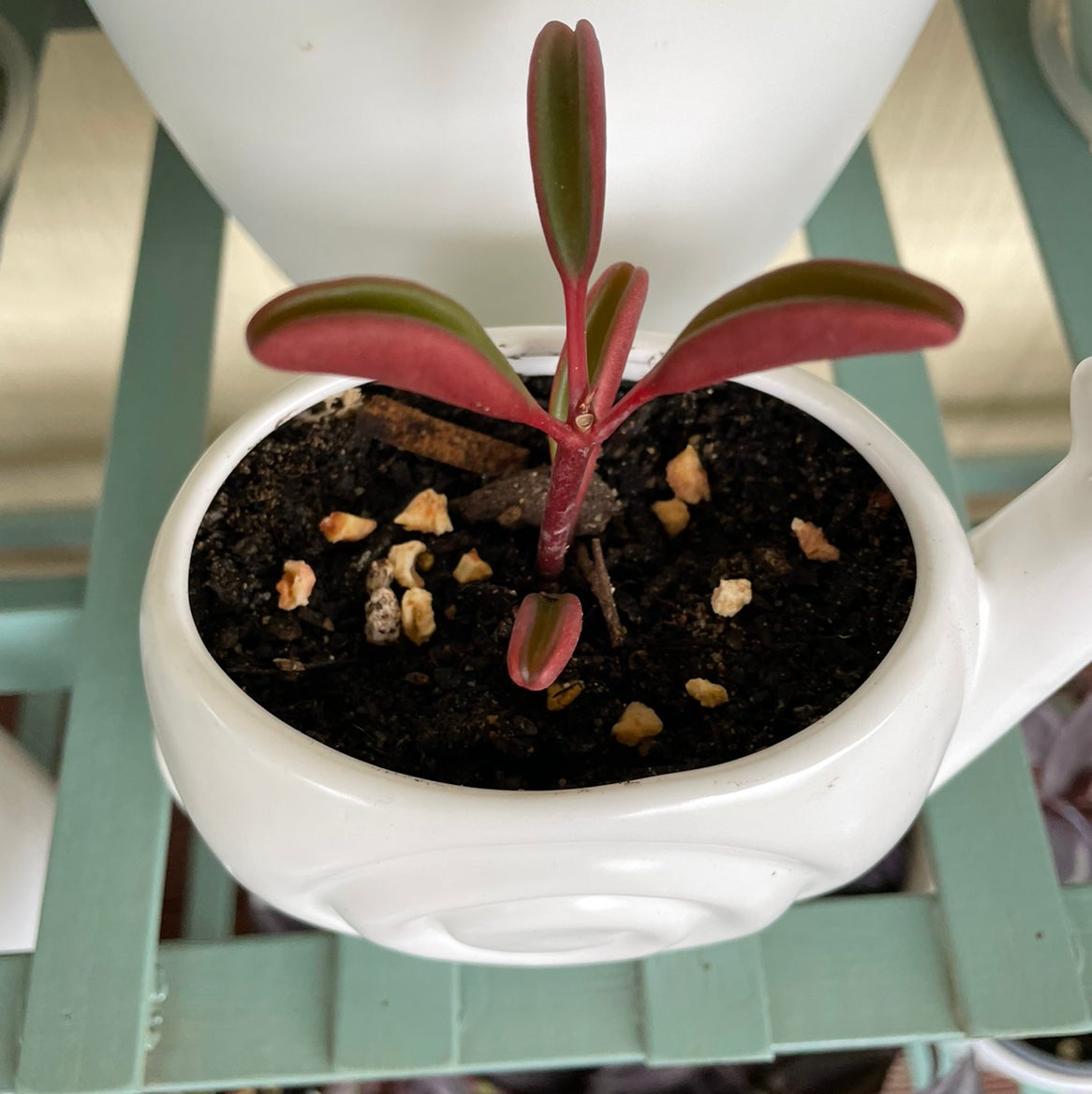 🌞 Your Peperomia graveolens 'Ruby Glow''s Light Needs