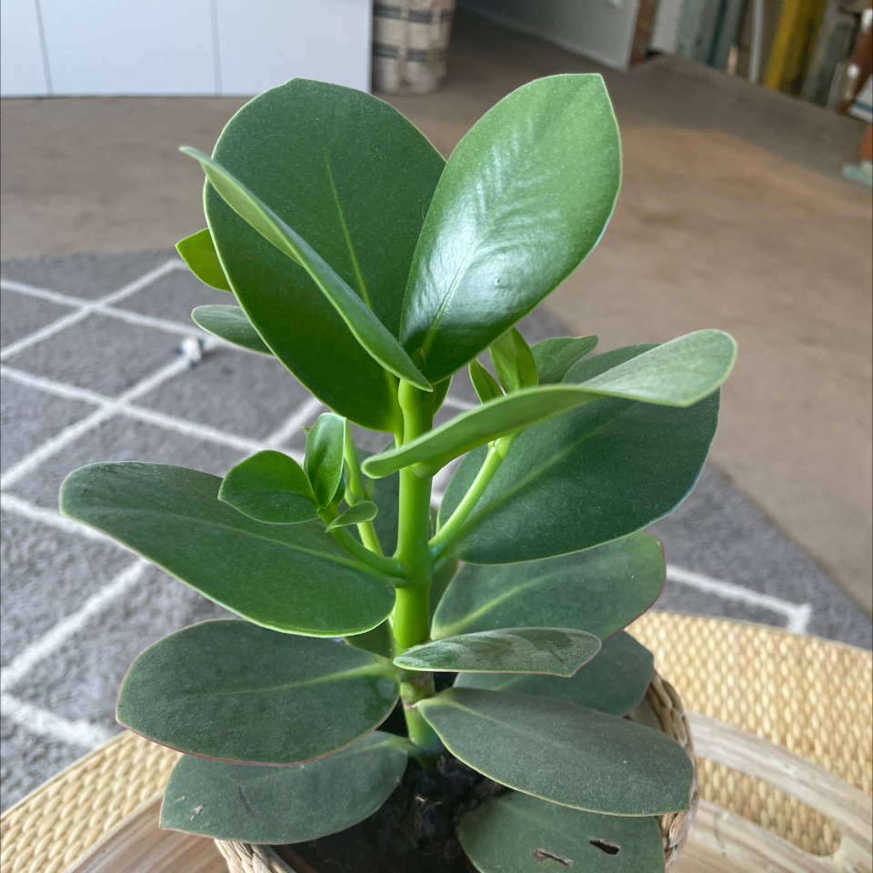 💧 How Often Do I Need to Water My Autograph Tree?