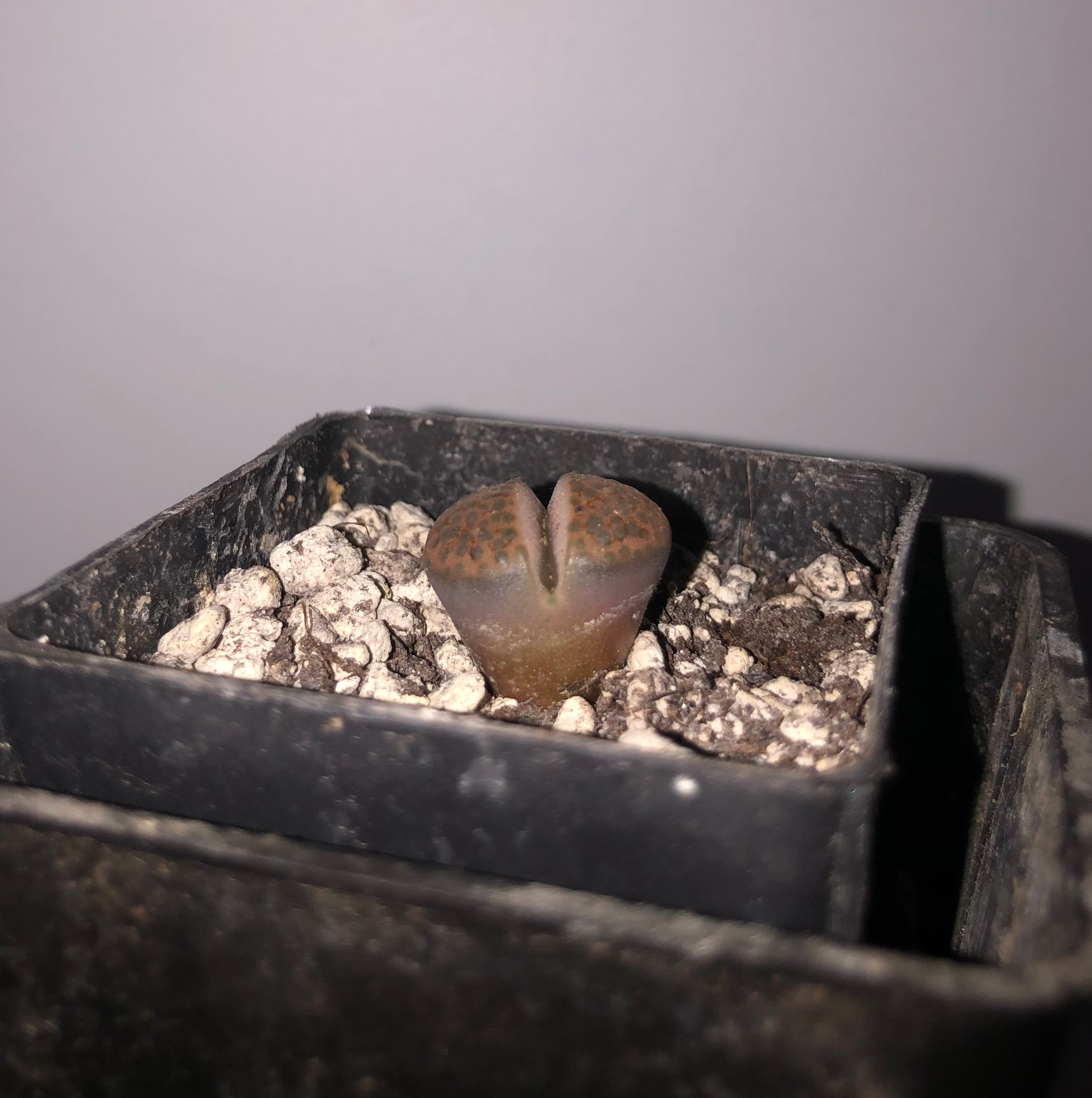 Why Are There Brown Spots on My Lithops Leaves? 🪨