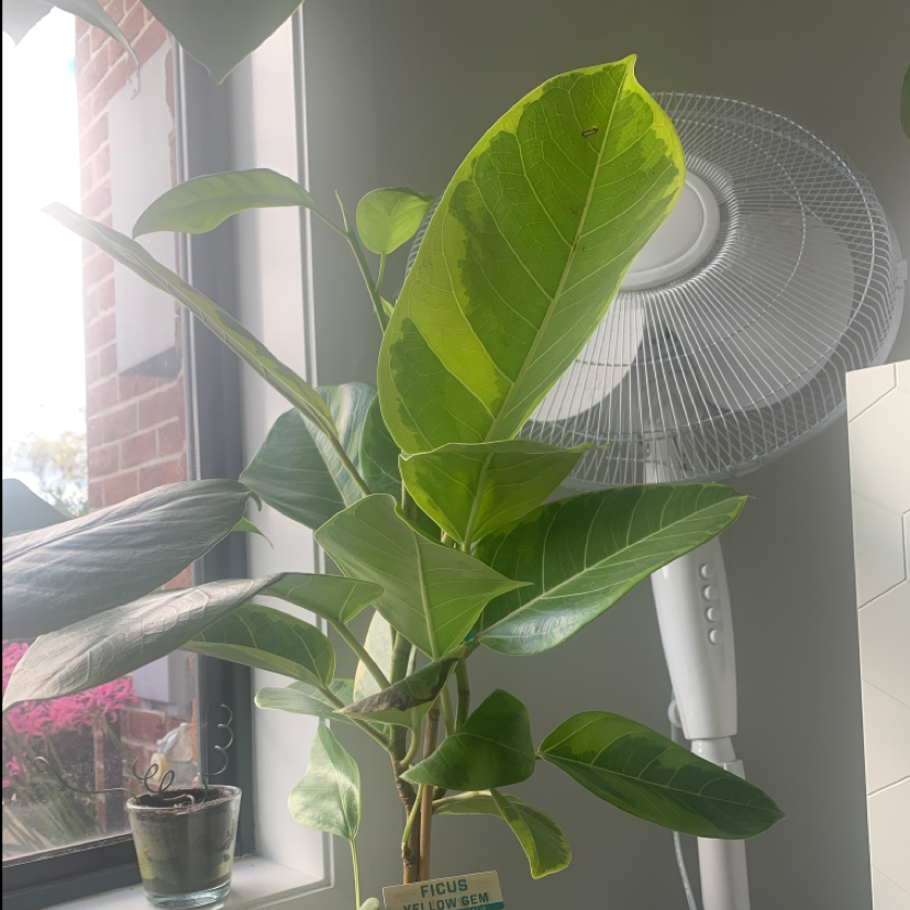 10 Benefits of Having a Ficus altissima 'Yellow Gem'