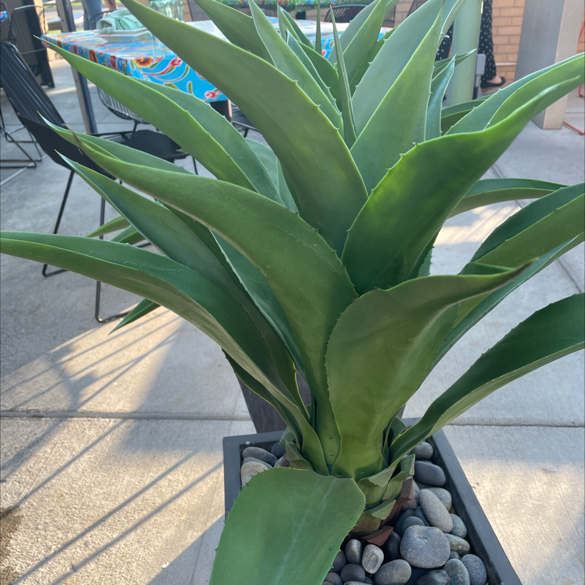 What Is A Good Temperature Range For My Agave salmiana?