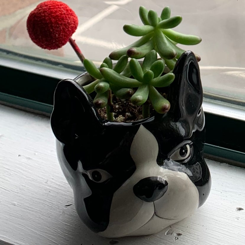 How and When Should I Cut Back My Sedum hernandezii?