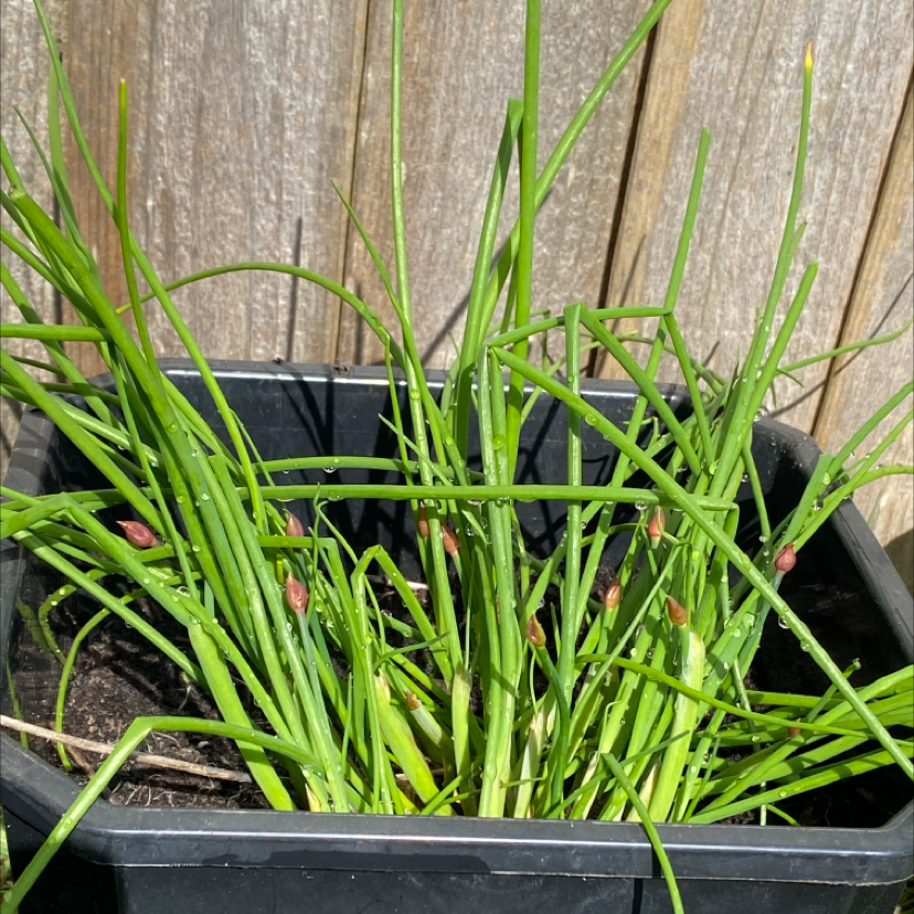 How Much Humidity Does My Wild Chives Need?