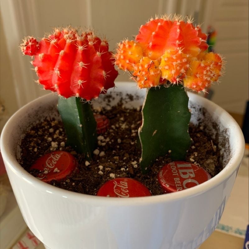 🎈 Propagating Moon Cactus: Step-by-step Guide