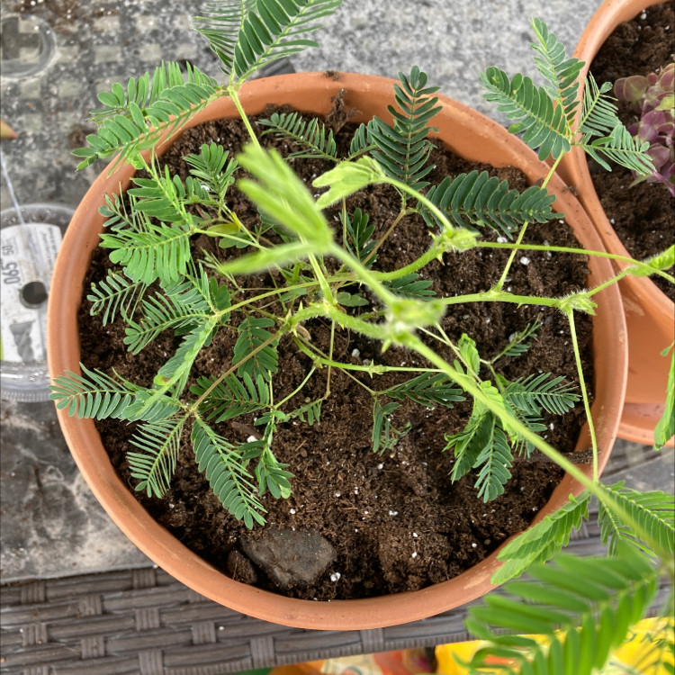 🌡 What Temperature Does My Sensitive Plant Need?
